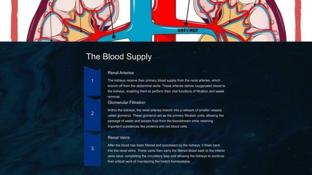 Clinical anatomy of the retroperitoneal space. Vessels and nerves of ...