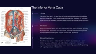 Clinical anatomy of the retroperitoneal space. Vessels and nerves of ...
