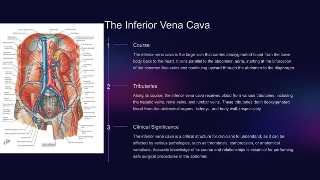 Clinical anatomy of the retroperitoneal space. Vessels and nerves of ...