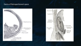 Clinical anatomy of the retroperitoneal space. Vessels and nerves of ...