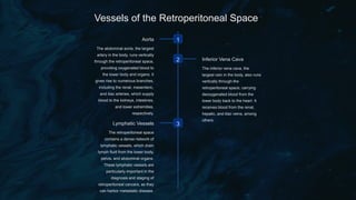 Clinical anatomy of the retroperitoneal space. Vessels and nerves of ...
