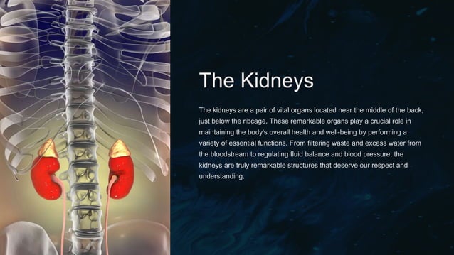 Clinical anatomy of the retroperitoneal space. Vessels and nerves of ...