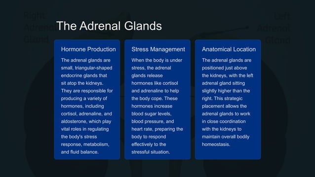 Clinical anatomy of the retroperitoneal space. Vessels and nerves of ...