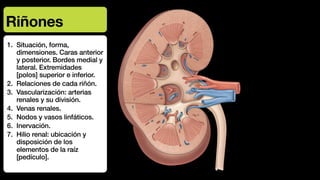 Retroperitoneo | PDF
