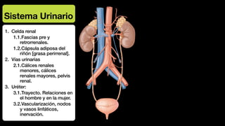 Retroperitoneo | PDF