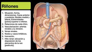 Retroperitoneo | PDF