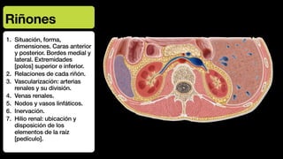 Retroperitoneo | PDF