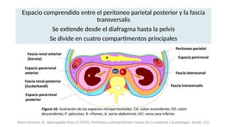 ORGANOS, DIVISION Y LIMITES DEL RETROPERITONEO.pptx