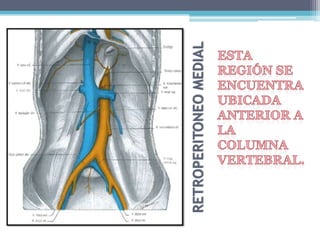 Retroperitoneo medial | PPTX