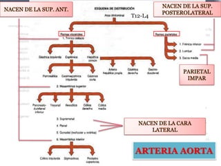 Retroperitoneo medial | PPTX