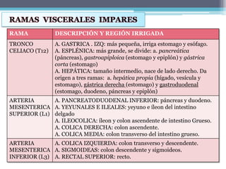Retroperitoneo medial | PPTX