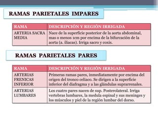 Retroperitoneo medial | PPTX