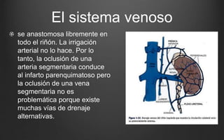Retroperitoneo urologia | PPTX