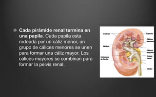 Retroperitoneo urologia | PPTX