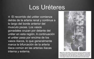 Retroperitoneo urologia | PPTX