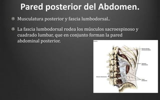 Retroperitoneo urologia | PPTX