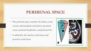 Retroperitoneum | PPTX