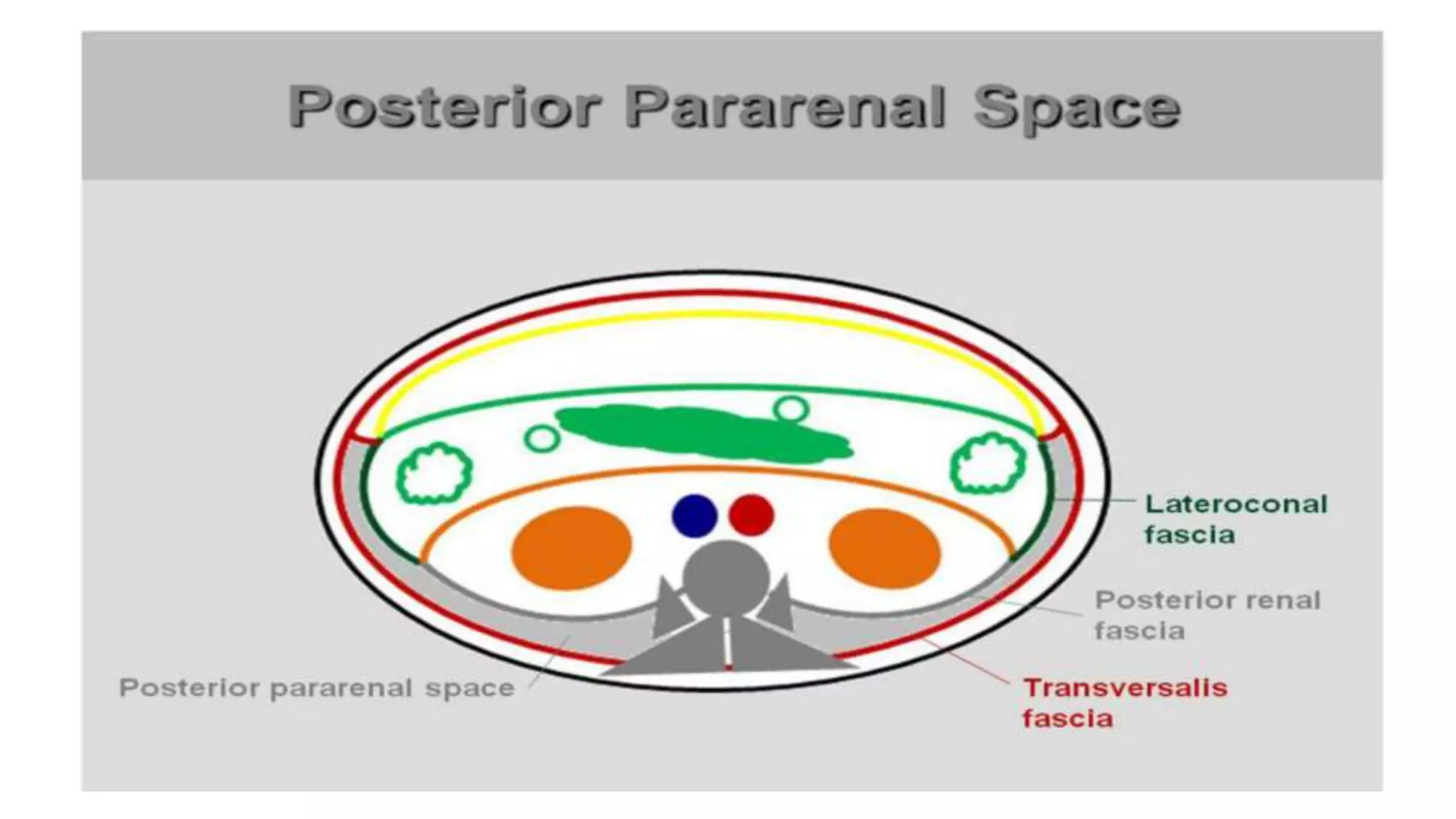 Anatomy of Retroperitoneum. | PPTX
