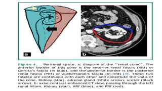 Anatomy of Retroperitoneum. | PPTX