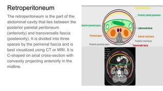 Anatomy of Retroperitoneum. | PPTX
