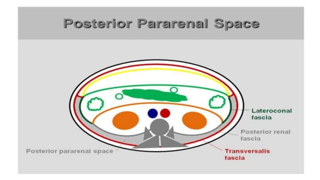 Anatomy of Retroperitoneum. | PPTX