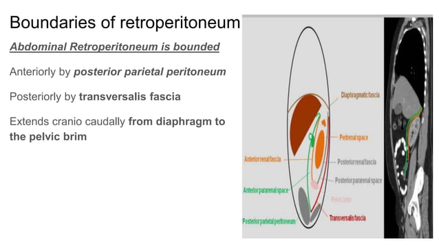 Anatomy of Retroperitoneum. | PPTX