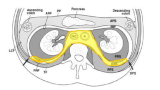 Anatomy of Retroperitoneum. | PPTX