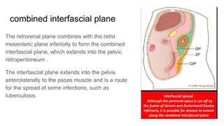 Anatomy of Retroperitoneum. | PPTX
