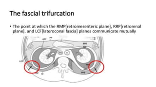 Anatomy of Retroperitoneum. | PPTX