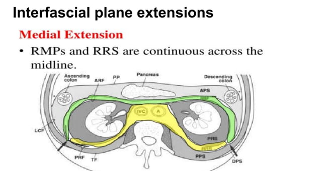 Anatomy of Retroperitoneum. | PPTX
