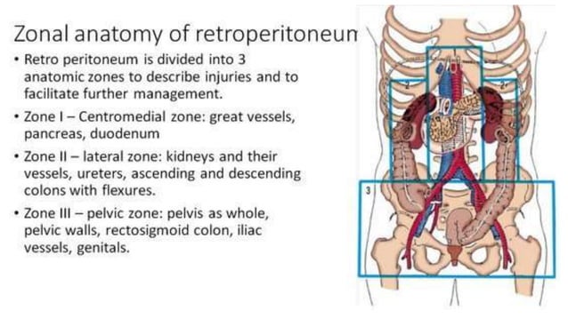 Anatomy of Retroperitoneum. | PPTX