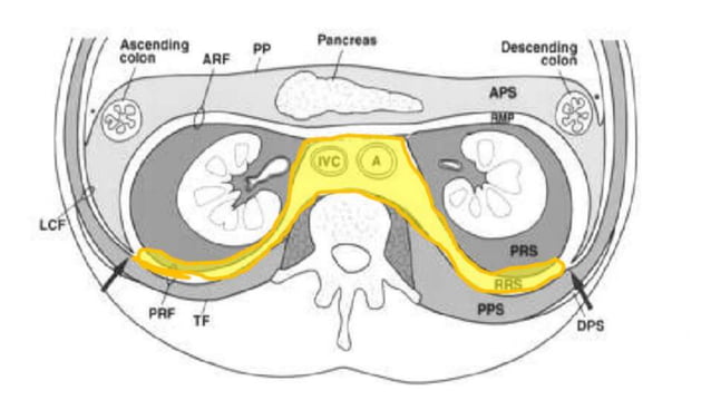 Anatomy of Retroperitoneum.