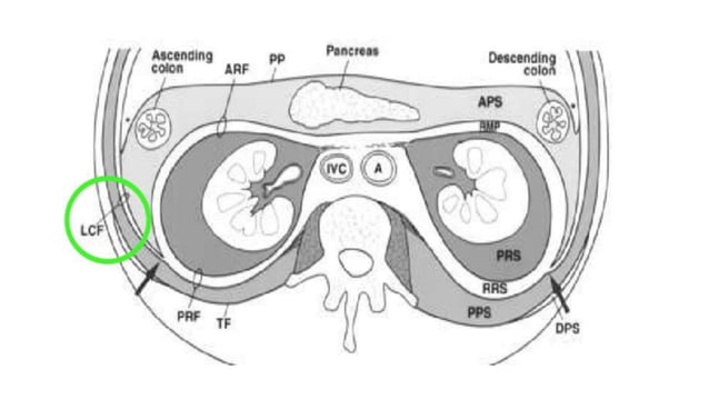 Anatomy of Retroperitoneum.
