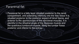 Retroperitoneum anatomy by Dr. A.Sabith Meeran , MD Radiodiagnosis | PPTX