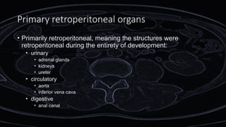 Retroperitoneum anatomy by Dr. A.Sabith Meeran , MD Radiodiagnosis | PPTX