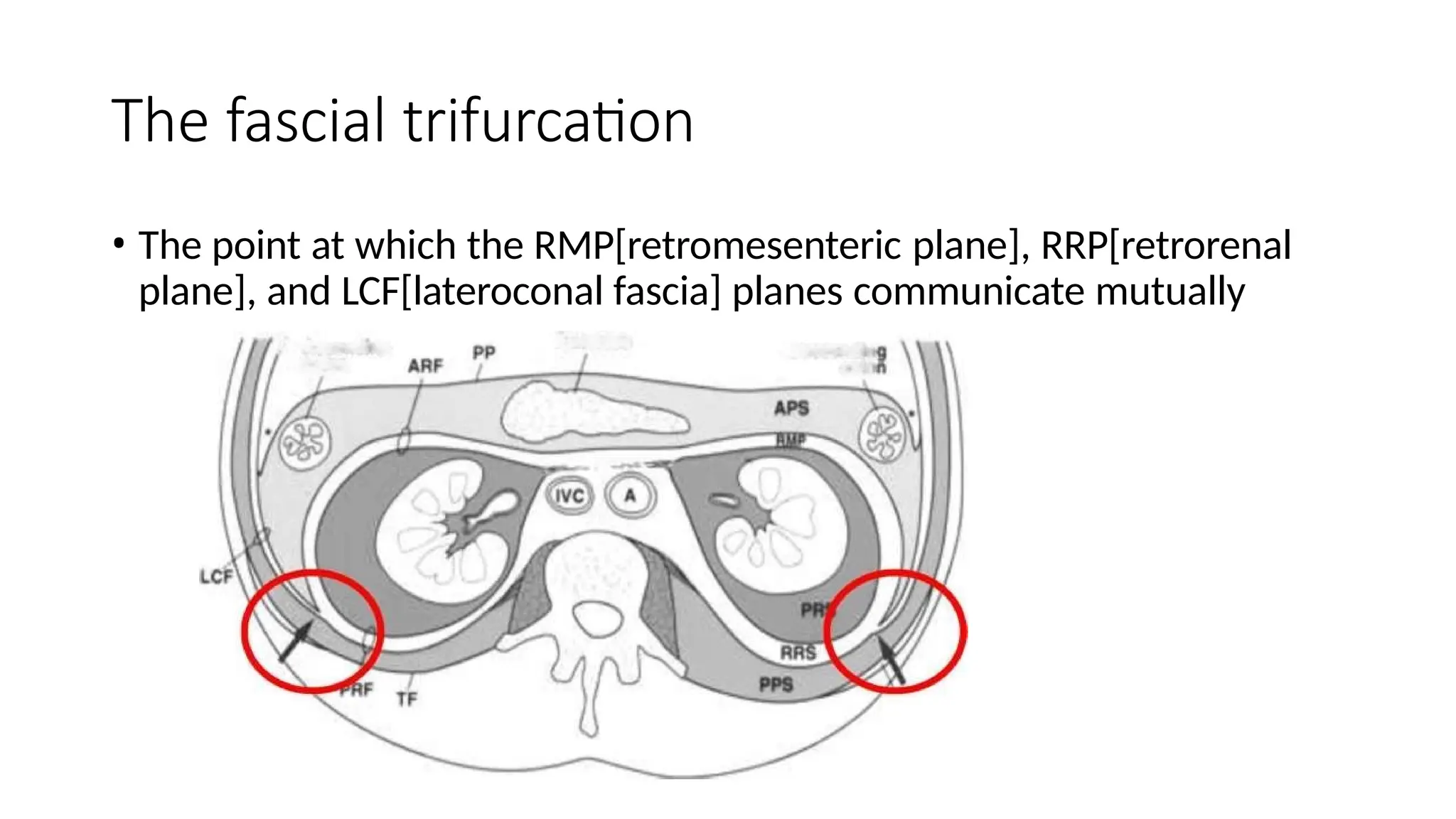 retroperitoneum anatomy radiology (3).pptx