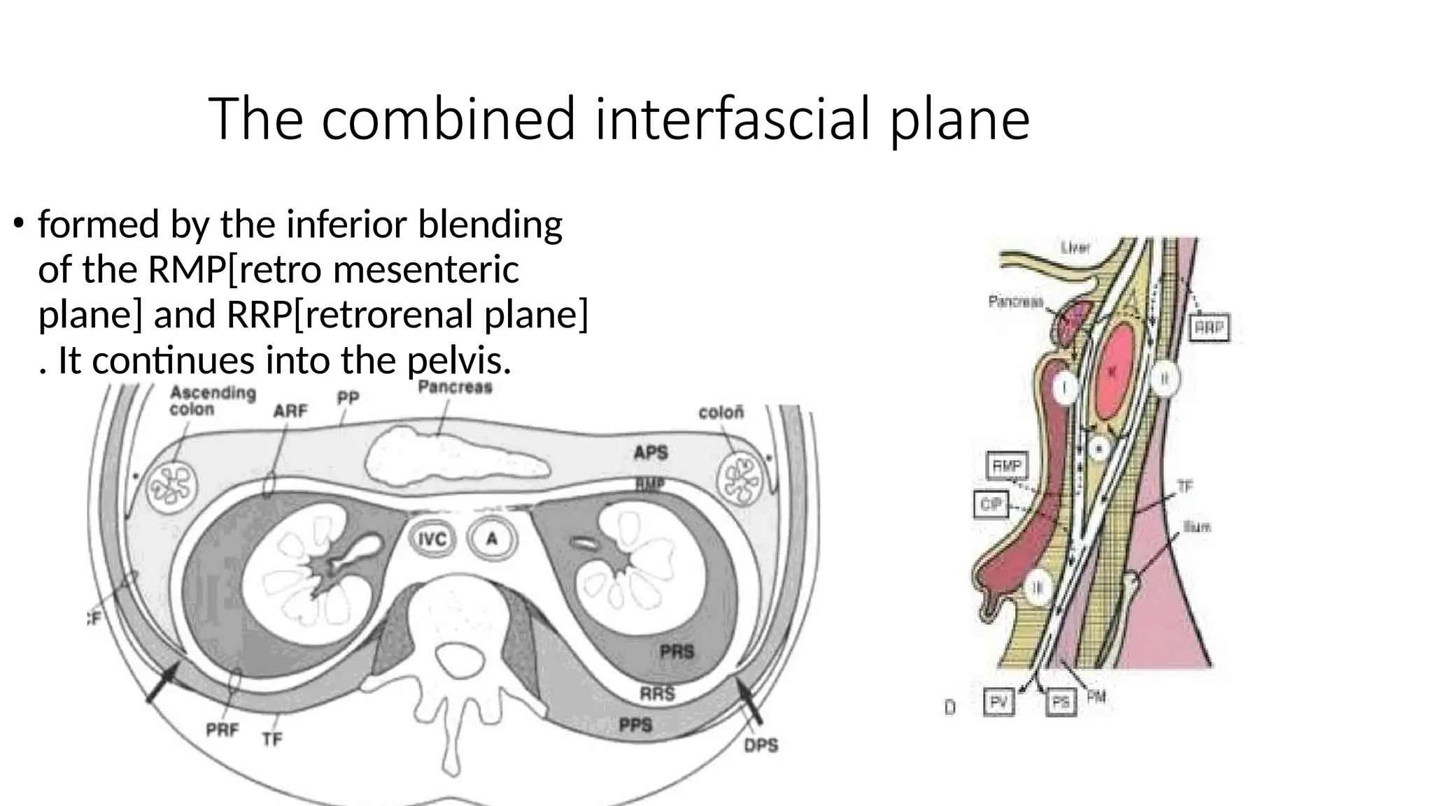 retroperitoneum anatomy radiology (3).pptx