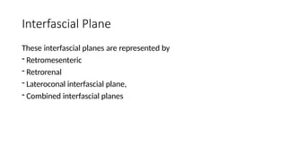 retroperitoneum anatomy radiology (3).pptx