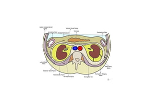 retroperitoneum anatomy radiology (3).pptx