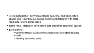 retroperitoneum anatomy radiology (3).pptx
