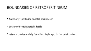 retroperitoneum anatomy radiology (3).pptx