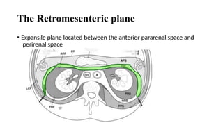 retroperitoneum anatomy radiology (3).pptx