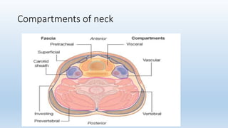 Retropharyngeal space | PPTX