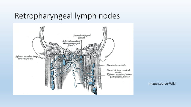 Retropharyngeal space | PPTX