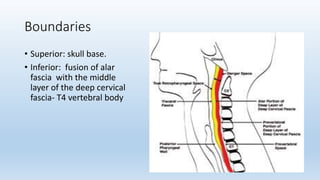 Retropharyngeal Space Boundaries