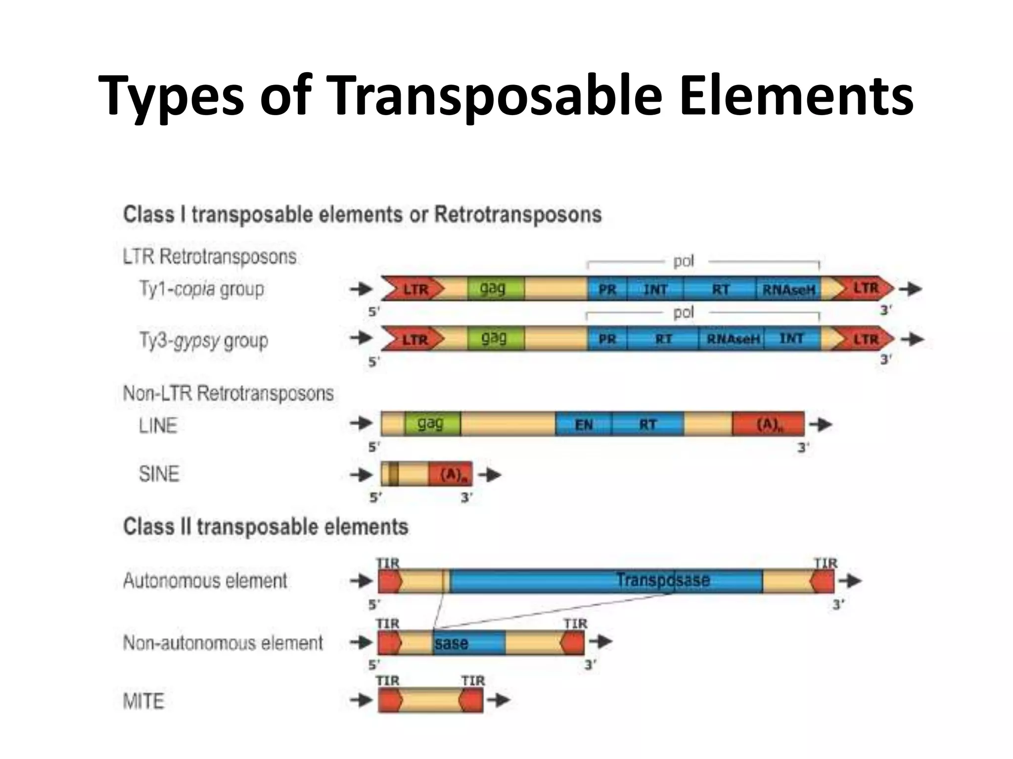 Retrotransposon and its role in plant genome evolution | PPTX