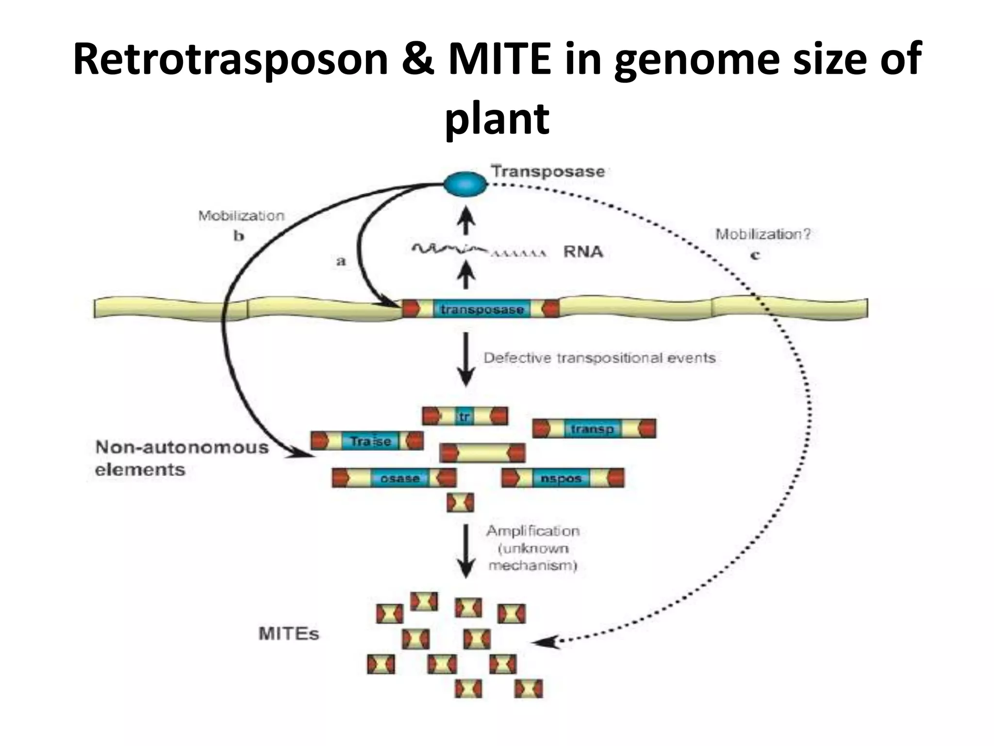 Retrotransposon and its role in plant genome evolution | PPTX
