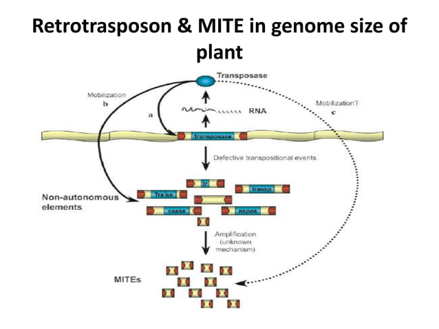 Retrotransposon and its role in plant genome evolution | PPT
