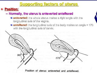 Anteflexed Uterus