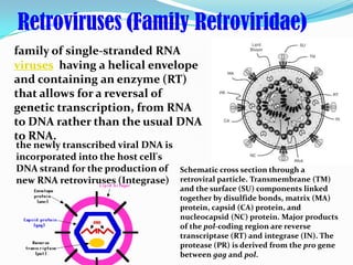 Retro virus | PPTX